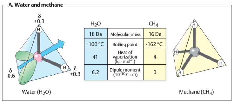 Water as a Solvent, pH, Acids, and Bases: Essential Biochemistry Concepts