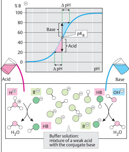 Water as a Solvent, pH, Acids, and Bases: Essential Biochemistry Concepts