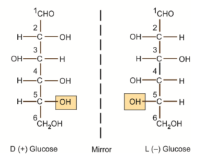 Chemistry of Carbohydrates: Structure, Classification, and Function