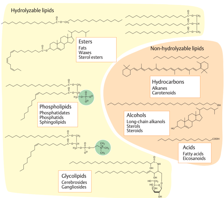 Chemistry of Lipids Biochemistry Notes
